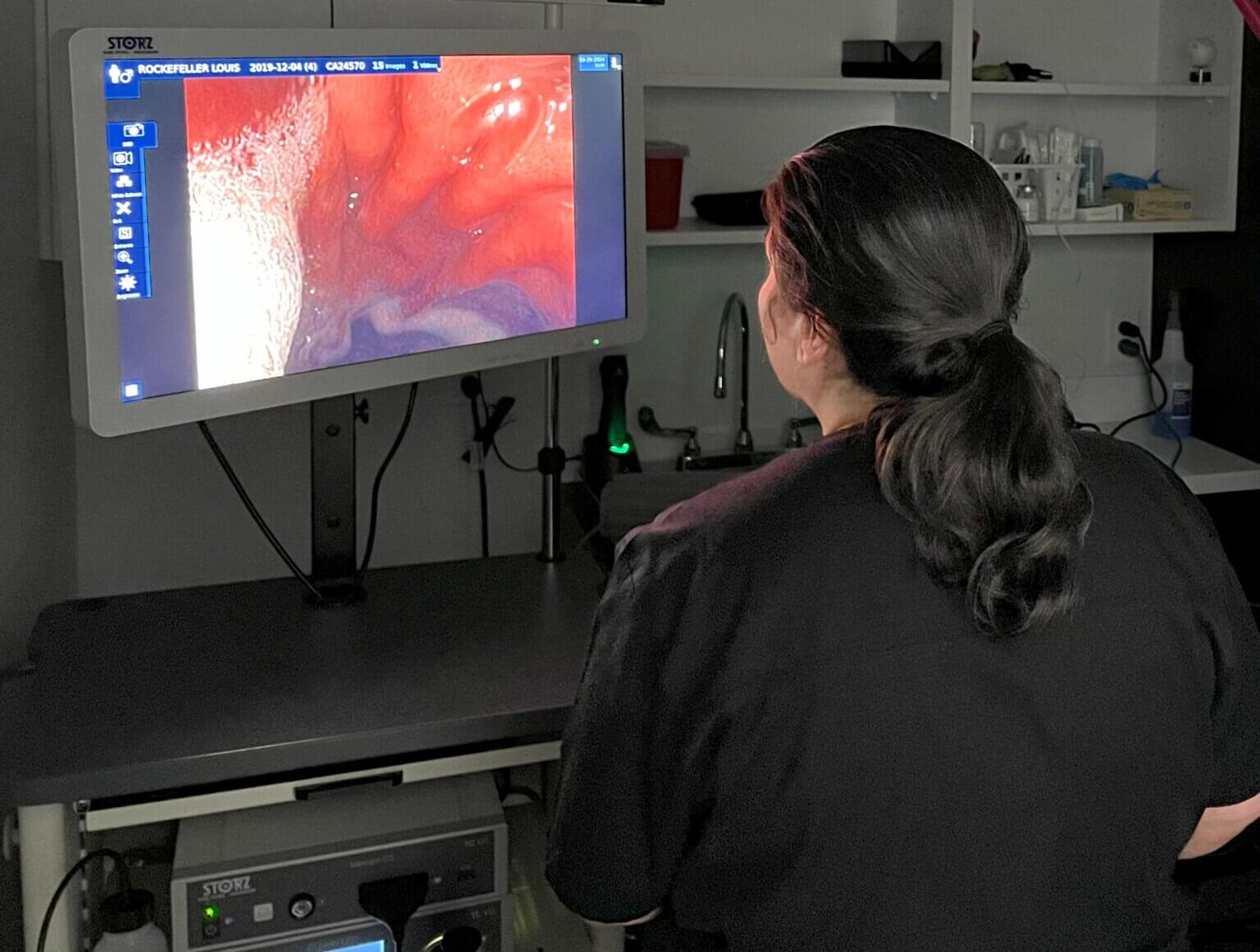 Endoscopy, Rhinoscopy & Bronchoscopy - Veterinary Emergency & Specialty ...